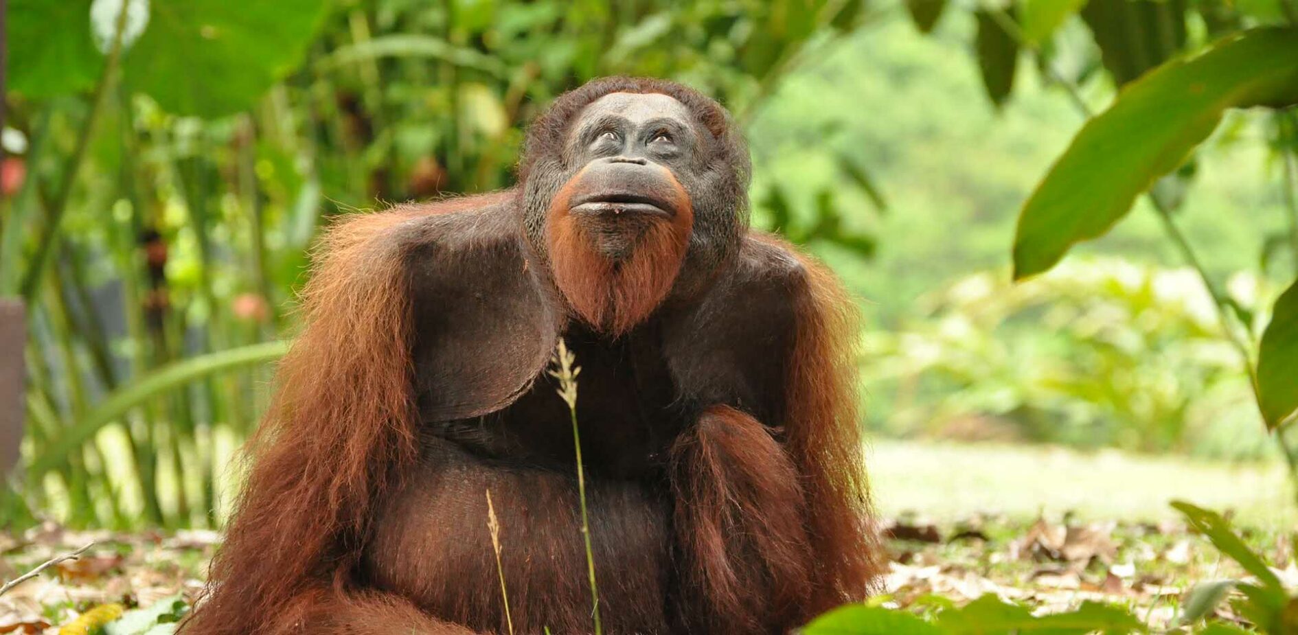 Go Wild: 5 Wildlife Journeys Through Asia with Remote Lands ...