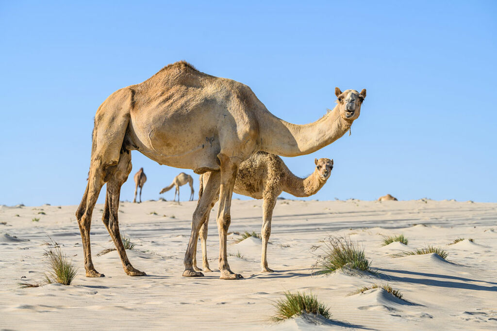 Qatar Camel Calving Season - Travelogues from Remote Lands