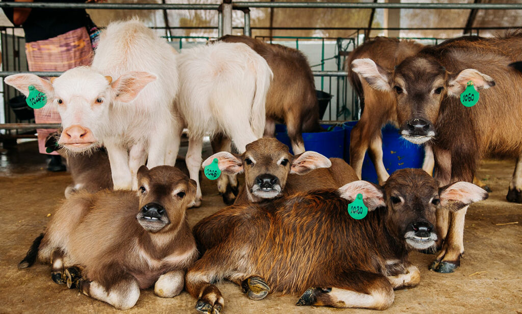 Buffalo Ice Cream? What to Expect from the Laos Buffalo Dairy ...