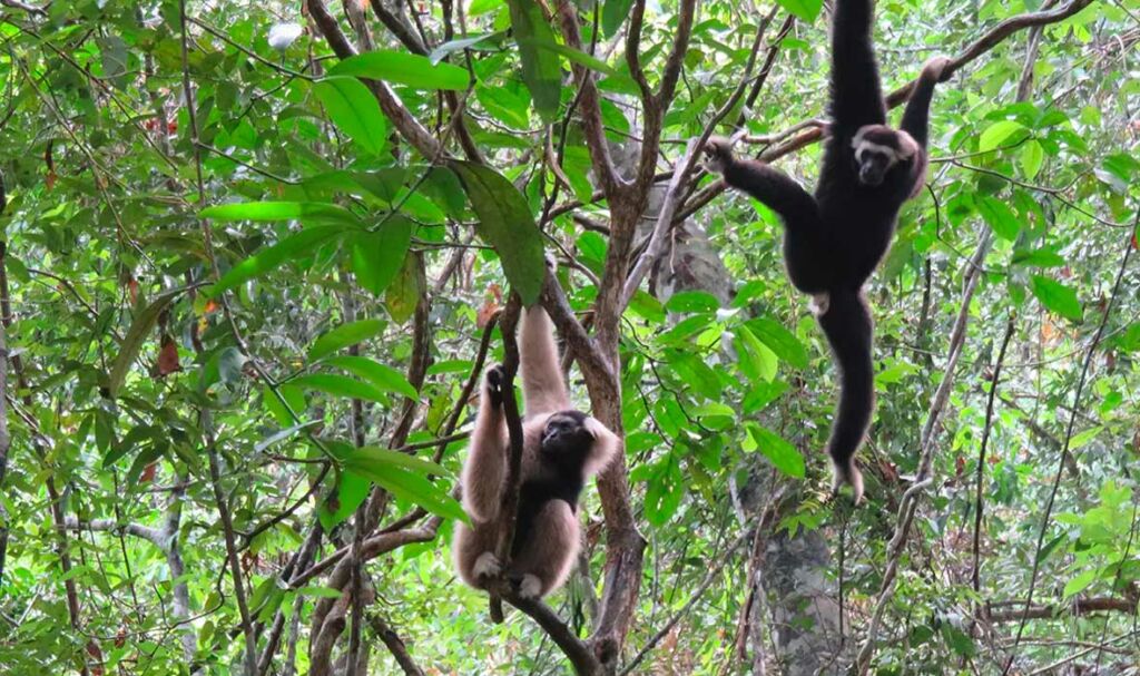 Wildlife Thrives at Angkor Wat - Travelogues from Remote Lands