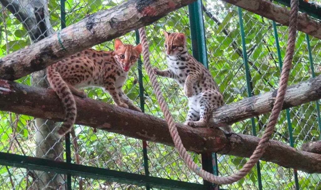 Wildlife Thrives at Angkor Wat - Travelogues from Remote Lands
