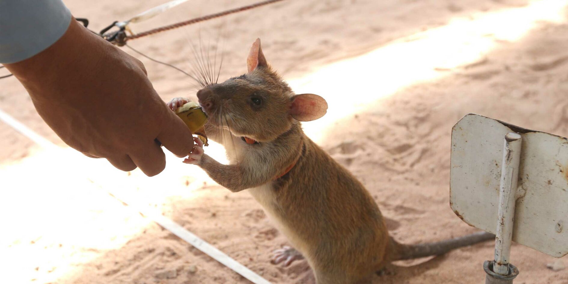 Visit with the Next Generation of Bomb Sniffing Rats in Cambodia ...