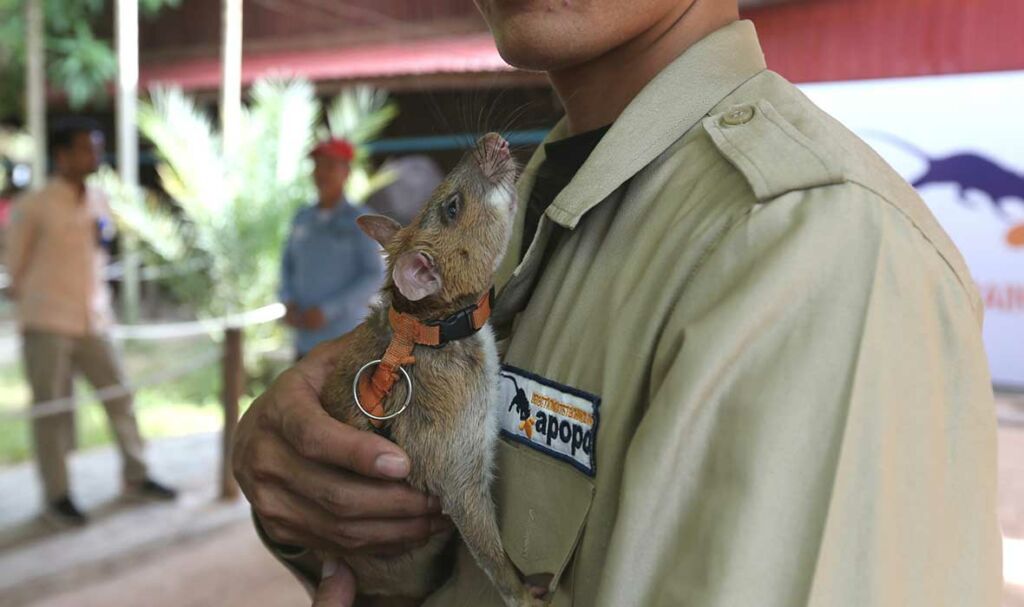 Visit with the Next Generation of Bomb Sniffing Rats in Cambodia ...