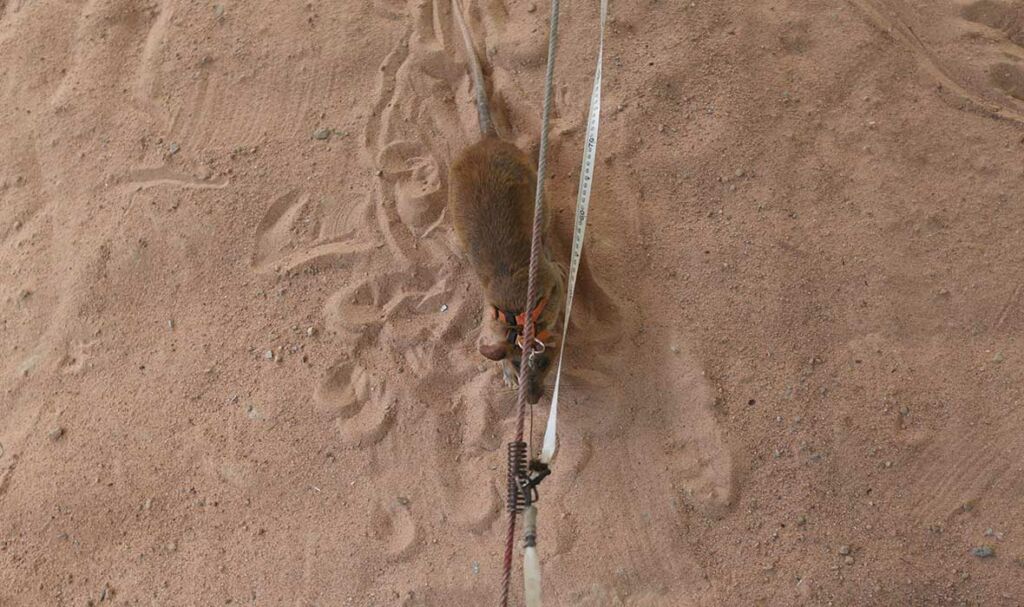 Visit with the Next Generation of Bomb Sniffing Rats in Cambodia ...