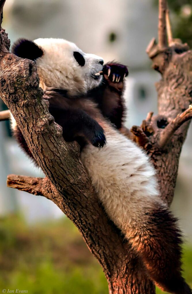 Chengdu: China's most famous bear and So Much More - Travelogues from ...