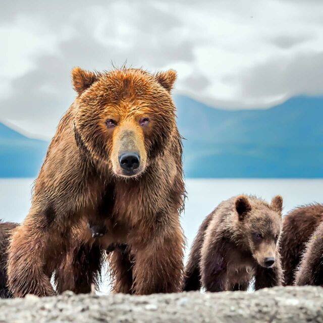 Kamchatka | Siberia Luxury Travel | Remote Lands