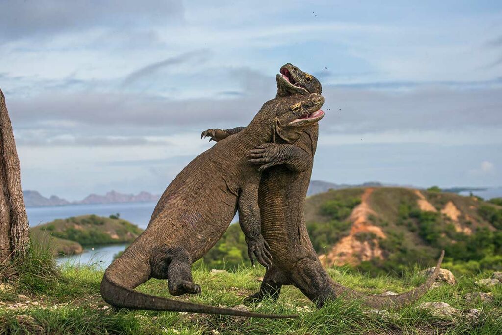 Komodo: Beasts Above and Below - Travelogues from Remote Lands