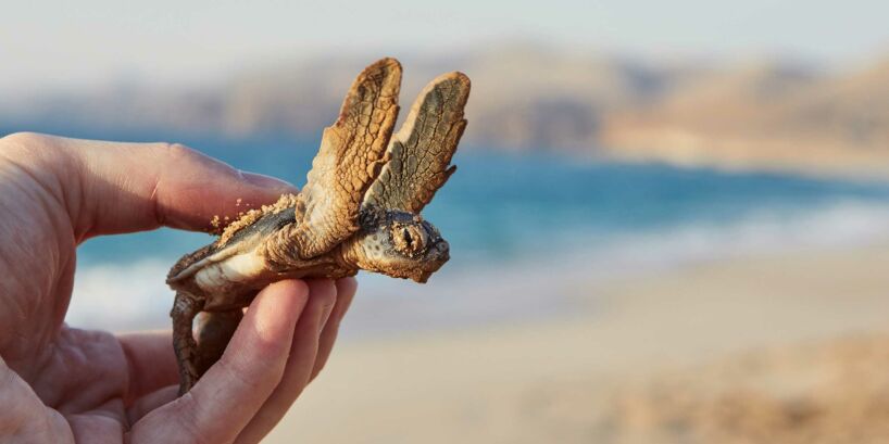 Oman: Turtles, Desert, and Coral - Travelogues from Remote Lands