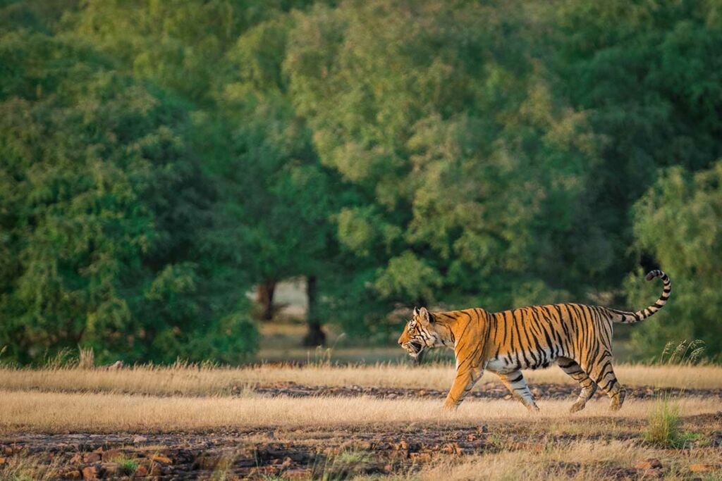 Ranthambore: Tigers and Glamping - Travelogues from Remote Lands