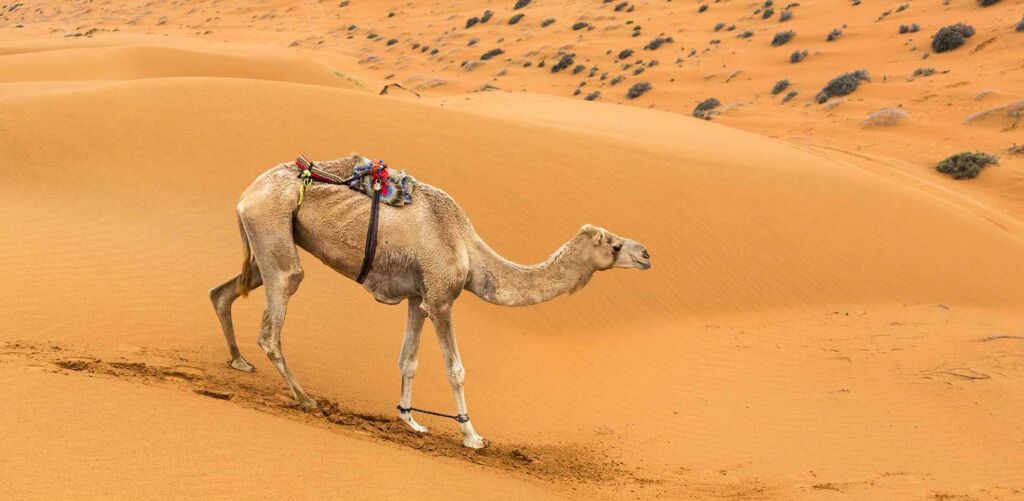 From Sea to Plate: Eating Seafood in Oman | Travelogues by Remote Lands