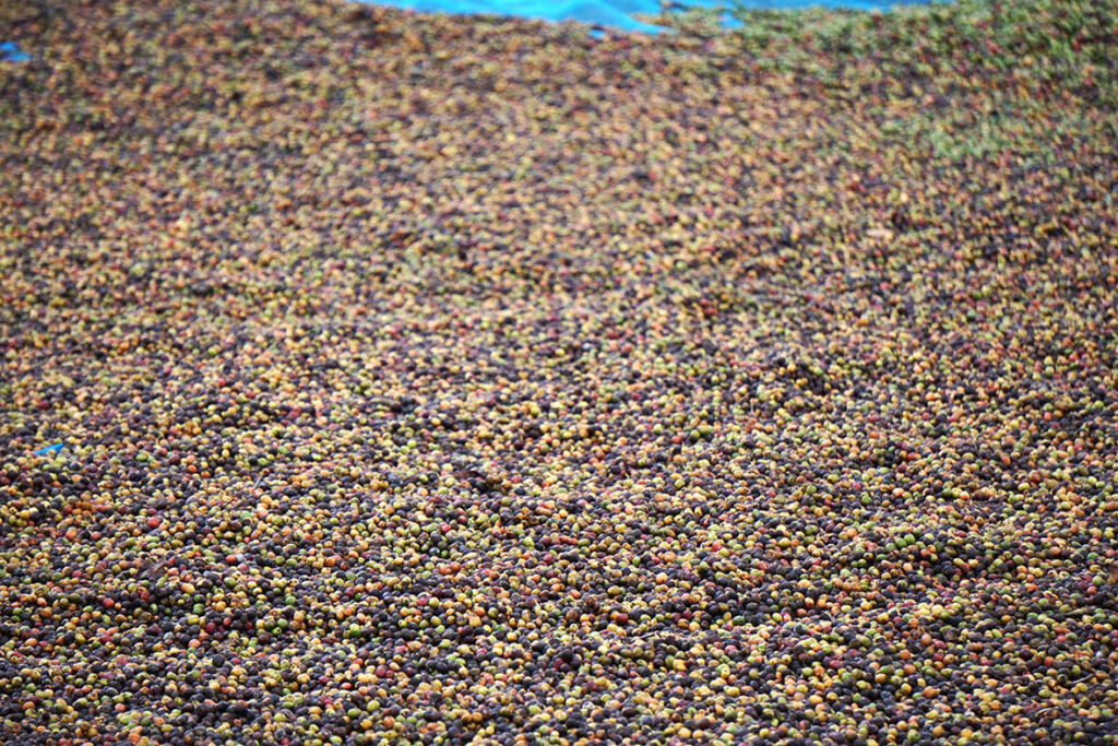 Full of Beans - Travelogues from Remote Lands