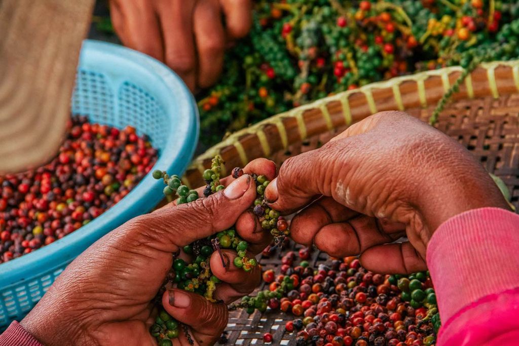 Spice of Life | Cambodia's Unrivaled Kampot Pepper