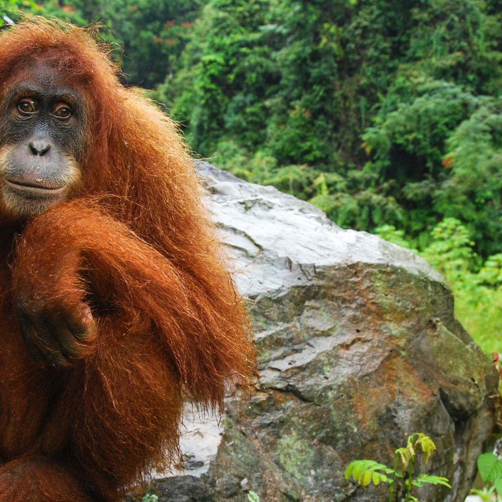 Sepilok | Malaysia | Luxe and Intrepid Asia | Remote Lands