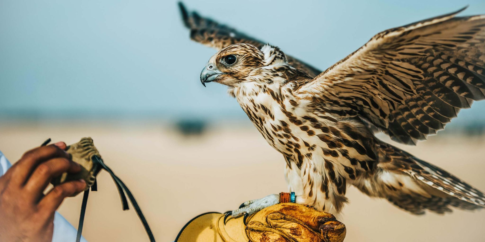 Swoop to Conquer | Falconry in the UAE | Travelogues