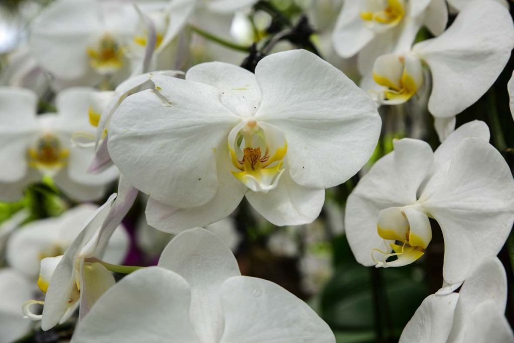 Saying it with Flowers - Travelogues from Remote Lands