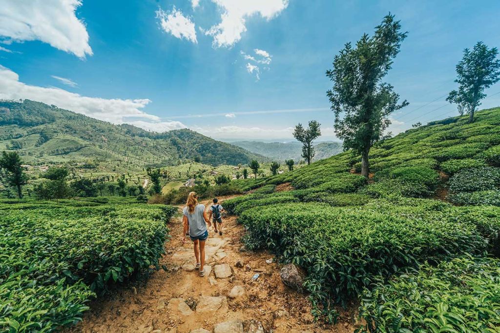 The Beautiful South - Travelogues from Remote Lands