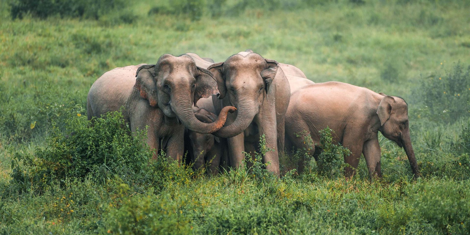 Trunk Route - Travelogues from Remote Lands