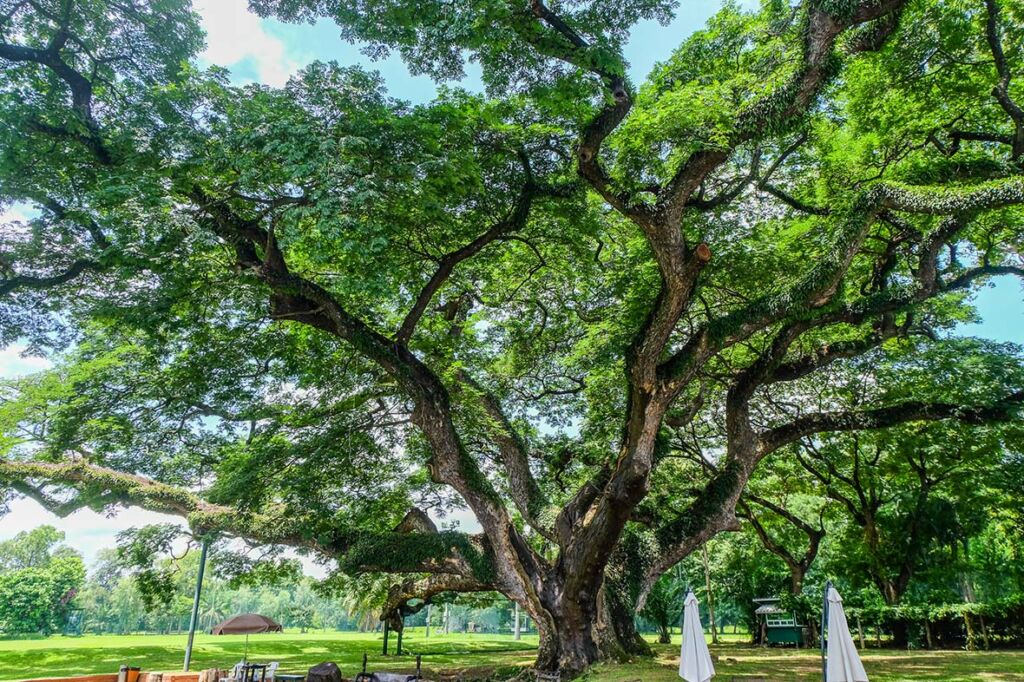 Teak of the Town - Travelogues from Remote Lands