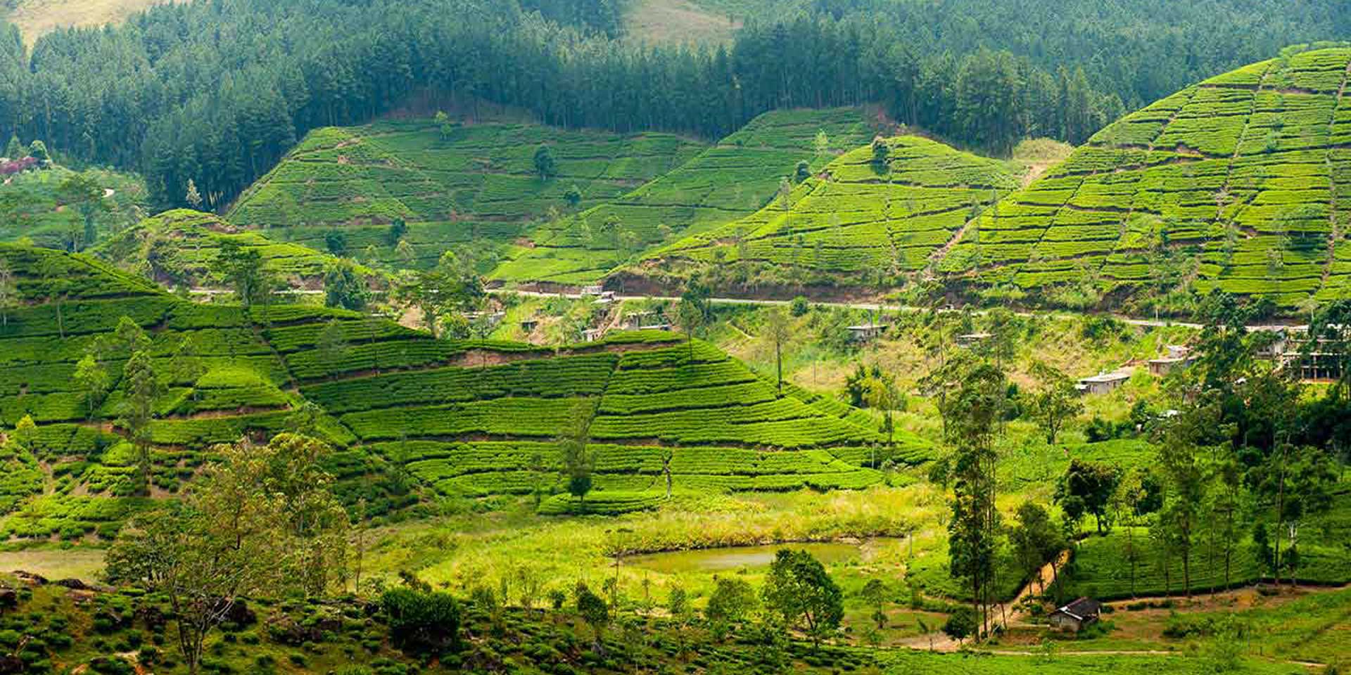 A Luxurious Comeback for Sri Lanka - Travelogues from Remote Lands