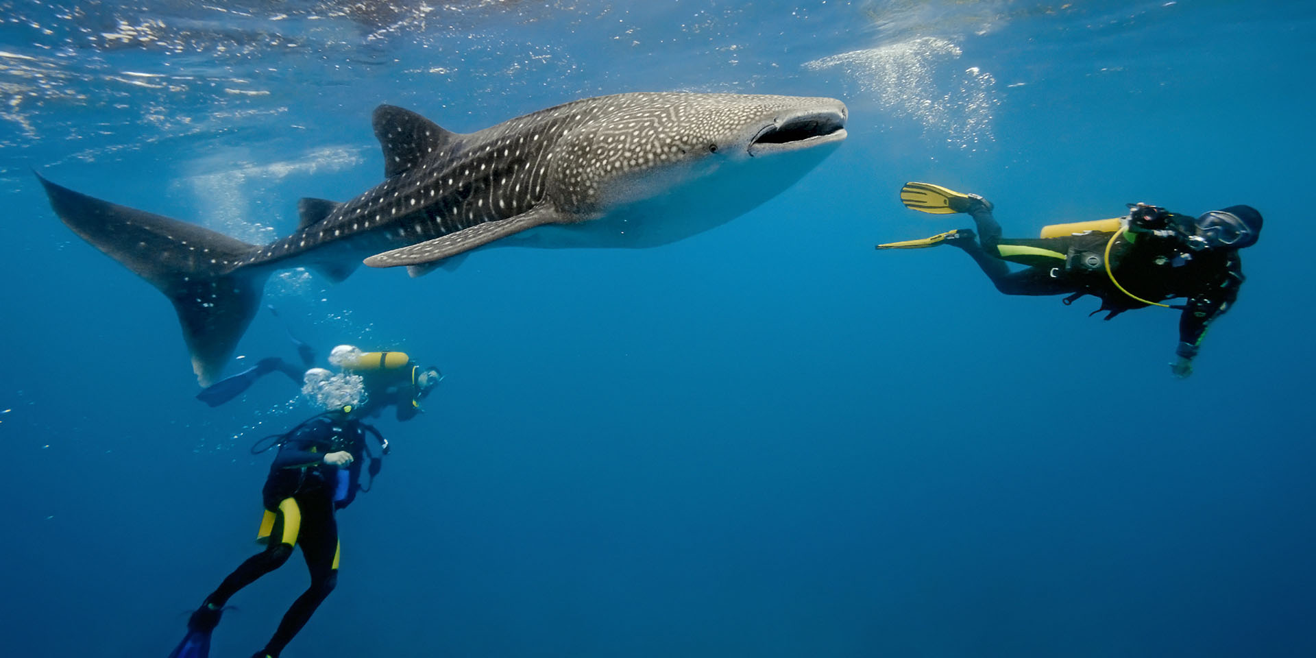 How Far Would You Go to Dive with Whale Sharks? - Travelogues from ...