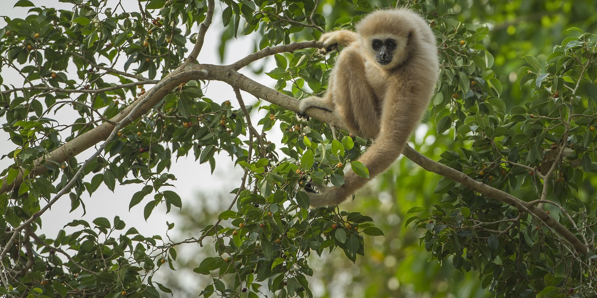 Gibbon Spotting: Finding Thailand’s Most Charming Primate in Khao Yai ...